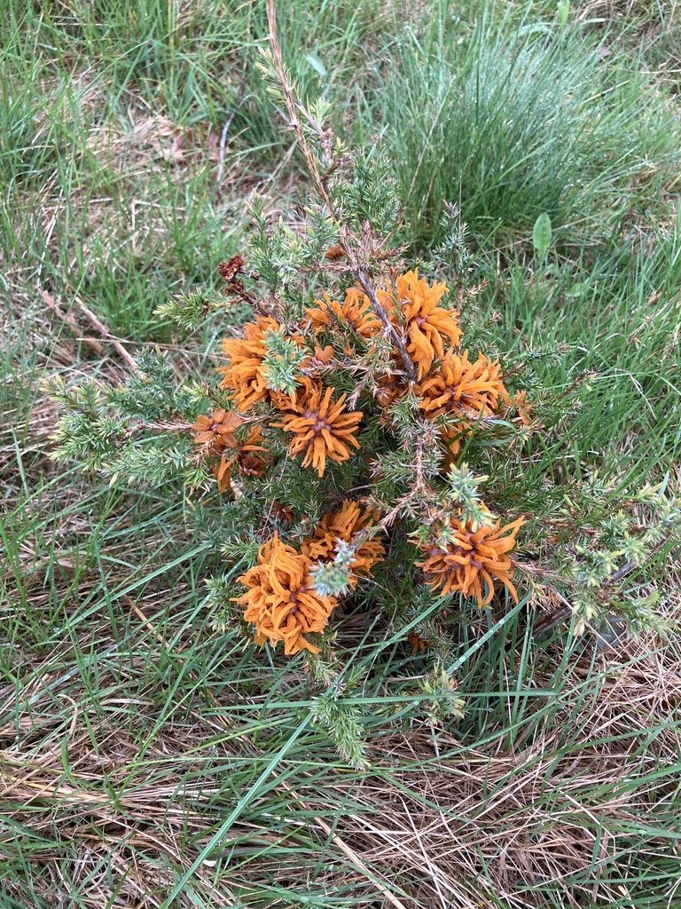 juniper-apple rust from Acacia Dr NW, Grand Rapids, MI, US on April 28 ...