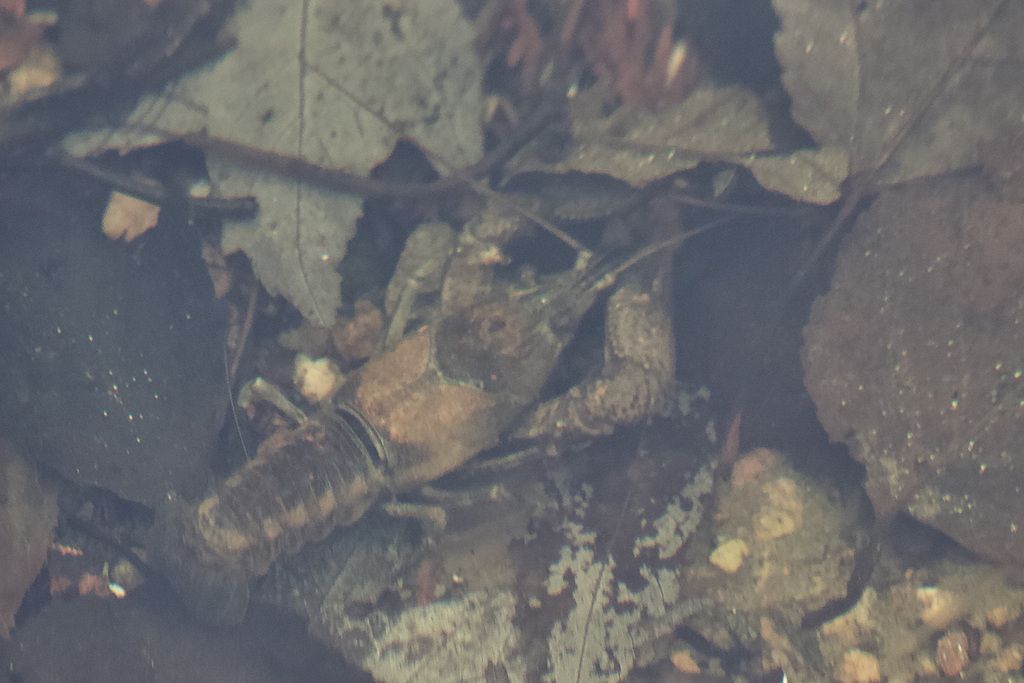 Northern Clearwater Crayfish from Hastings County, ON, Canada on April ...