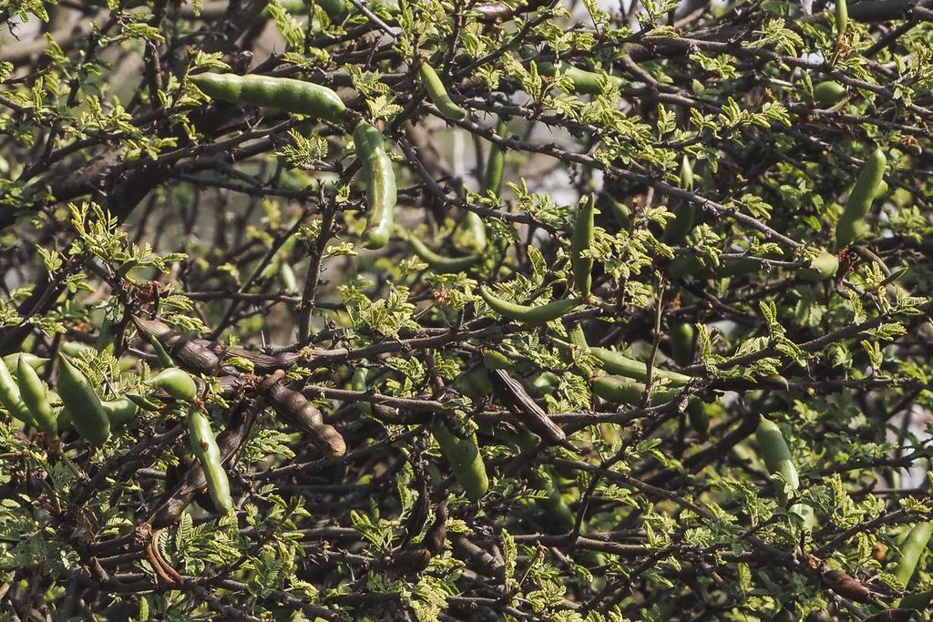Sweet acacia from Nezahualcóyotl, Méx., México on April 24, 2024 at 09: ...