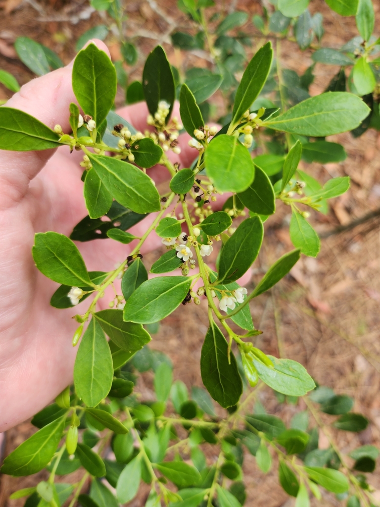 gallberry from Palatka, FL 32177, USA on April 28, 2024 at 01:00 PM by ...