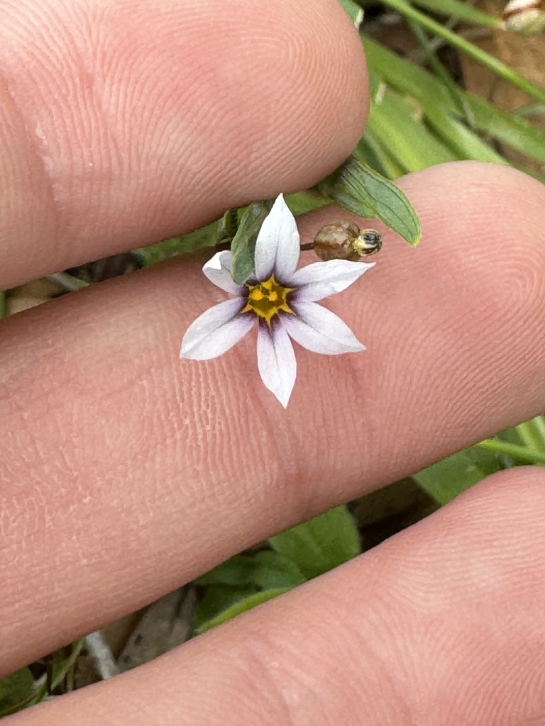 Blue Pigroot from Interlaken Park, Winter Haven, FL, US on April 28 ...
