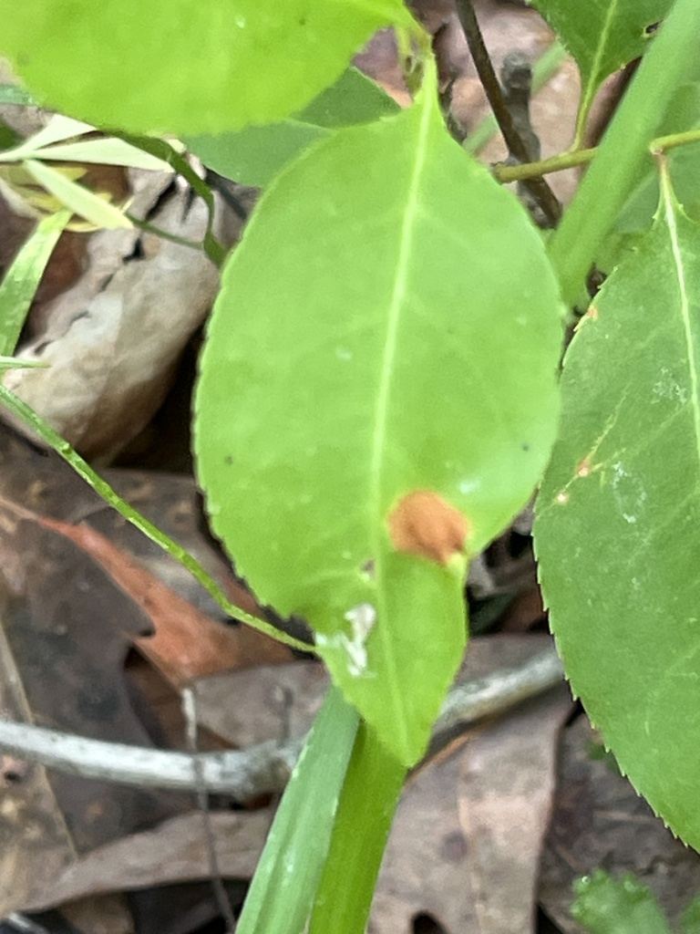 rust fungi from Defiance, MO, US on April 28, 2024 at 09:32 AM by Paula ...