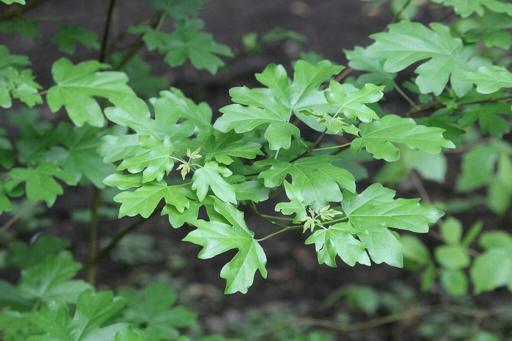 field maple from Ham Dingle NR, Stourbridge, UK on April 27, 2024 at 10 ...