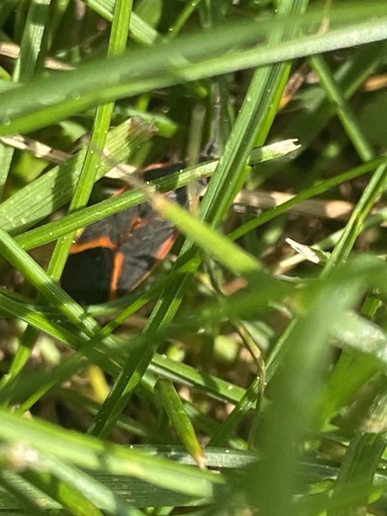 Eastern Boxelder Bug from John St, New Castle, PA, US on April 28, 2024 ...