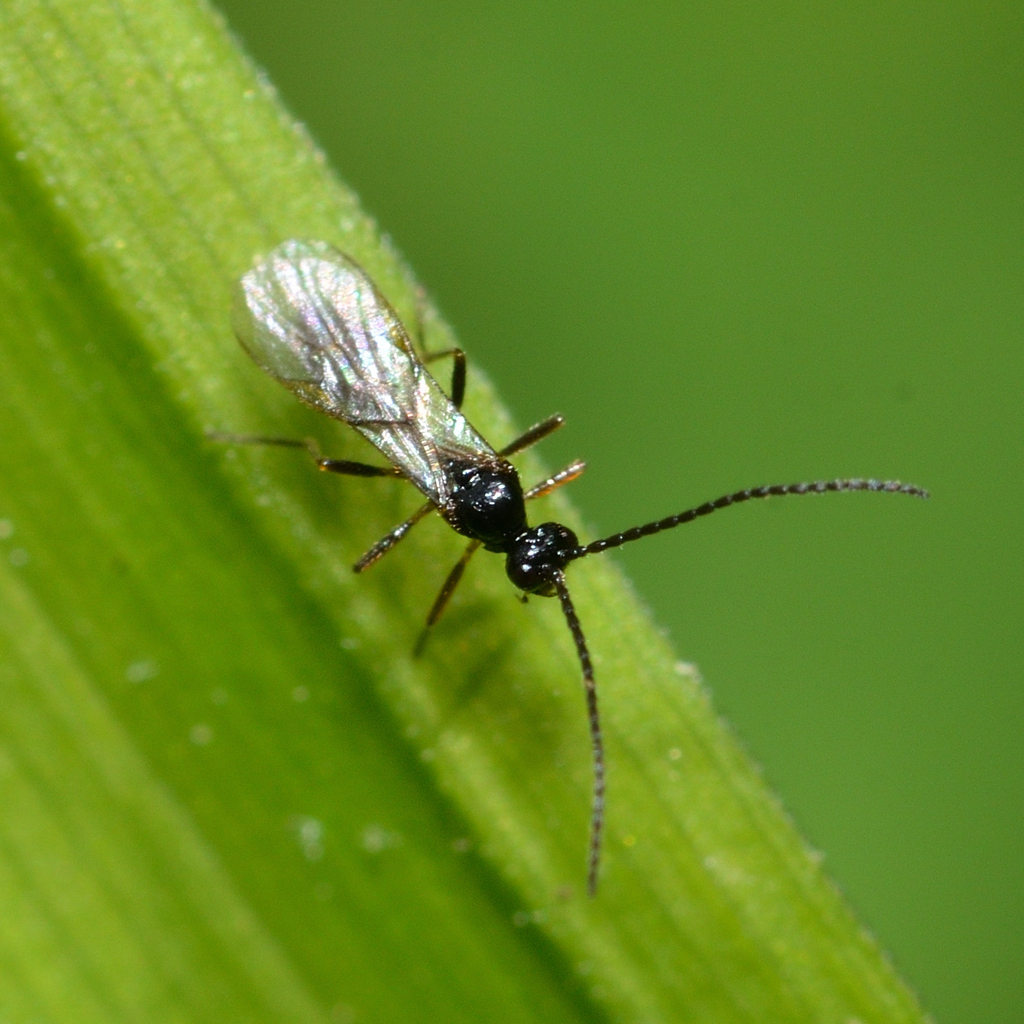 Exallonyx from Chapel Hill, NC, USA on April 28, 2024 at 11:24 AM by ...