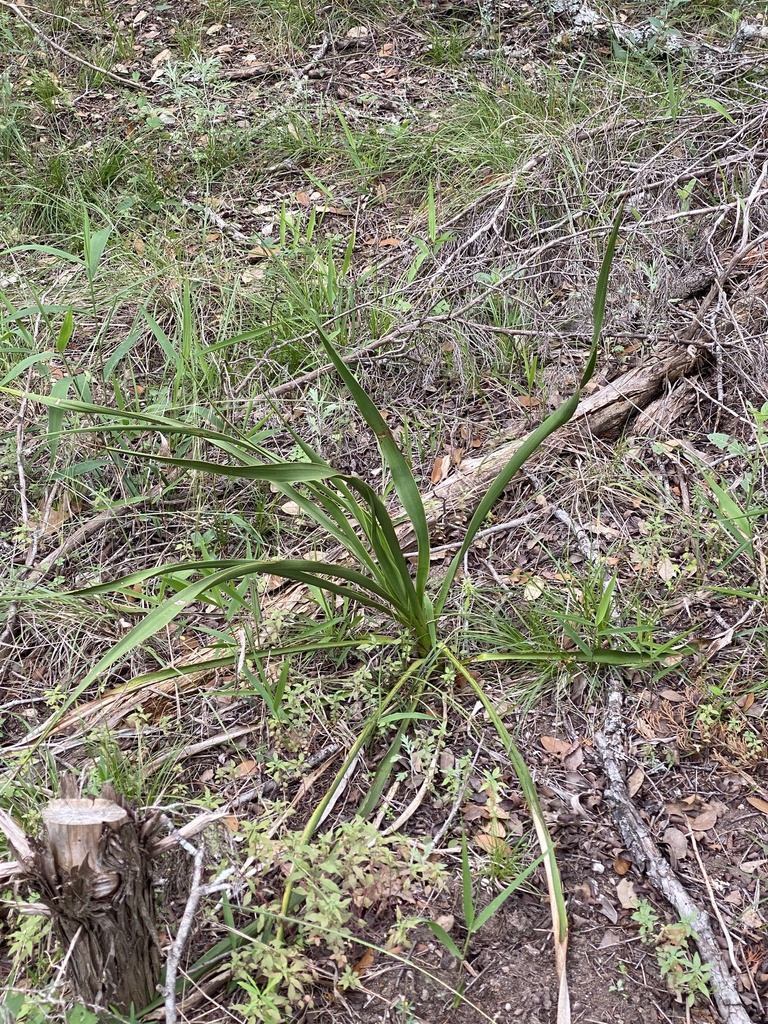Twisted-leaf Yucca in April 2024 by Wilton Shaw Jr · iNaturalist