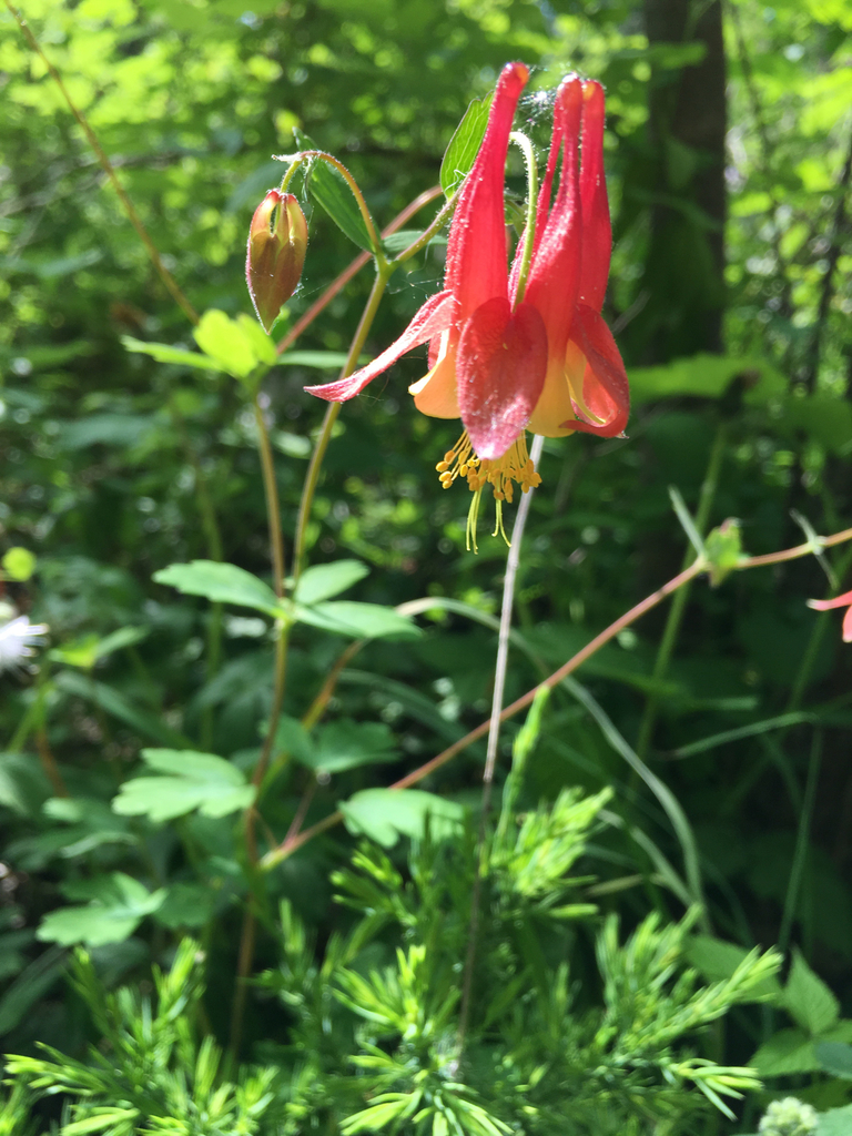 red columbine from 184 1st St, Taylors Falls, MN, US on May 20, 2016 at ...