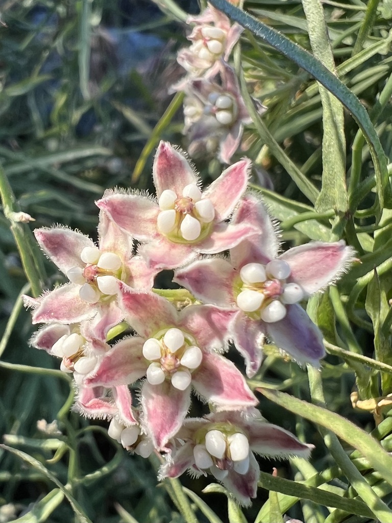 Hartweg's climbing milkweed from E Dreamy Draw Bikeway, Phoenix, AZ, US ...