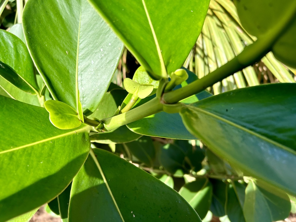 autograph tree from A.D. Barnes Park, Miami, FL, US on April 28, 2024 ...
