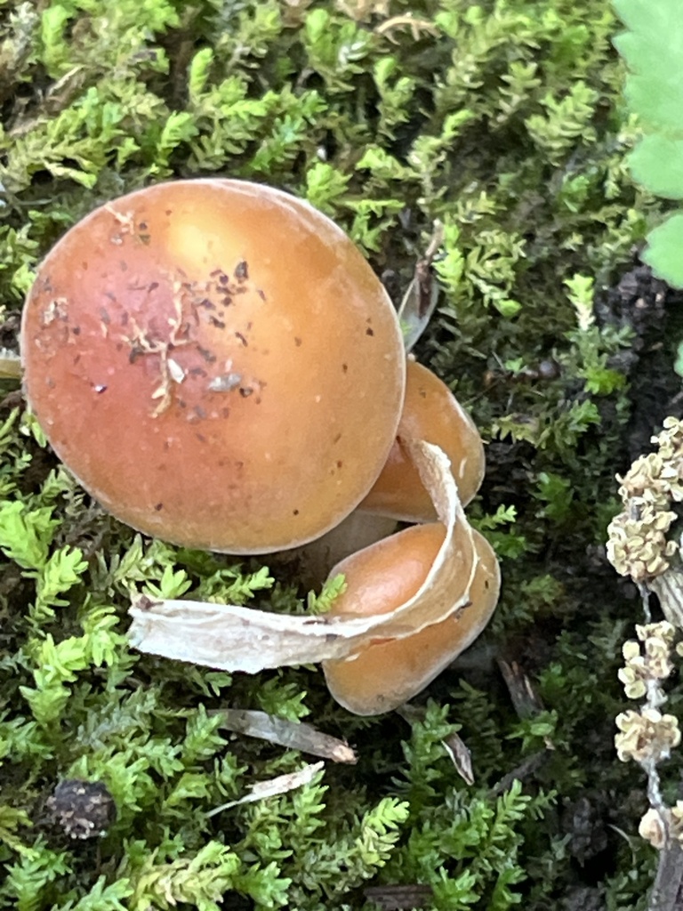 Fungi Including Lichens from Defiance, MO, US on April 28, 2024 at 09: ...