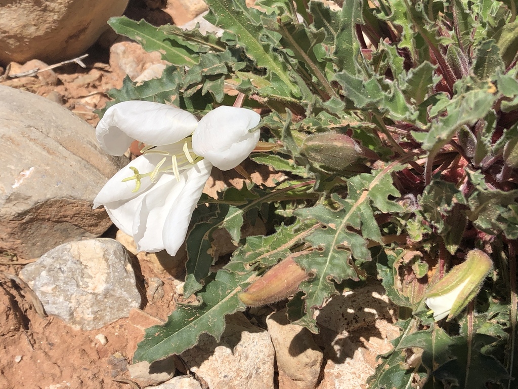 fragrant evening primrose from Coconino County, US-AZ, US on April 19 ...