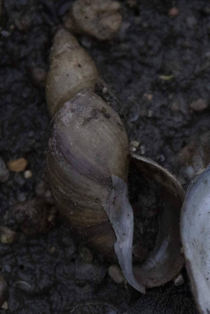 Pond Snails, Bladder Snails, and Allies from Dakota County, MN, USA on ...