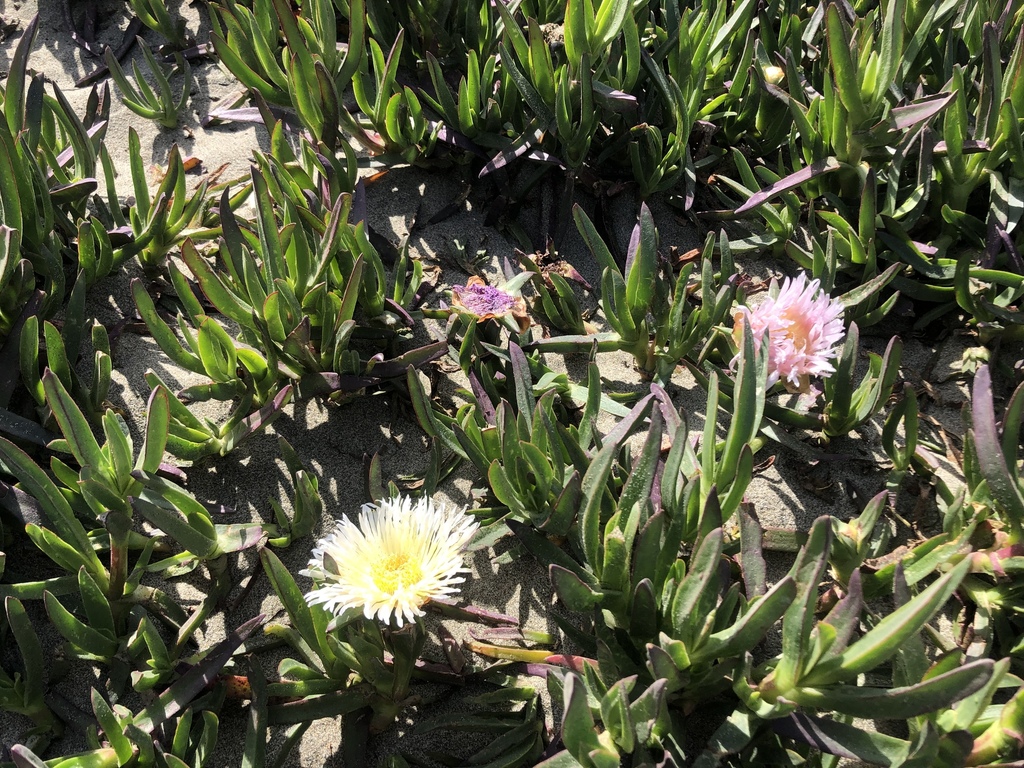 sea fig from Ocean Beach, San Francisco, CA, US on April 29, 2019 at 04 ...