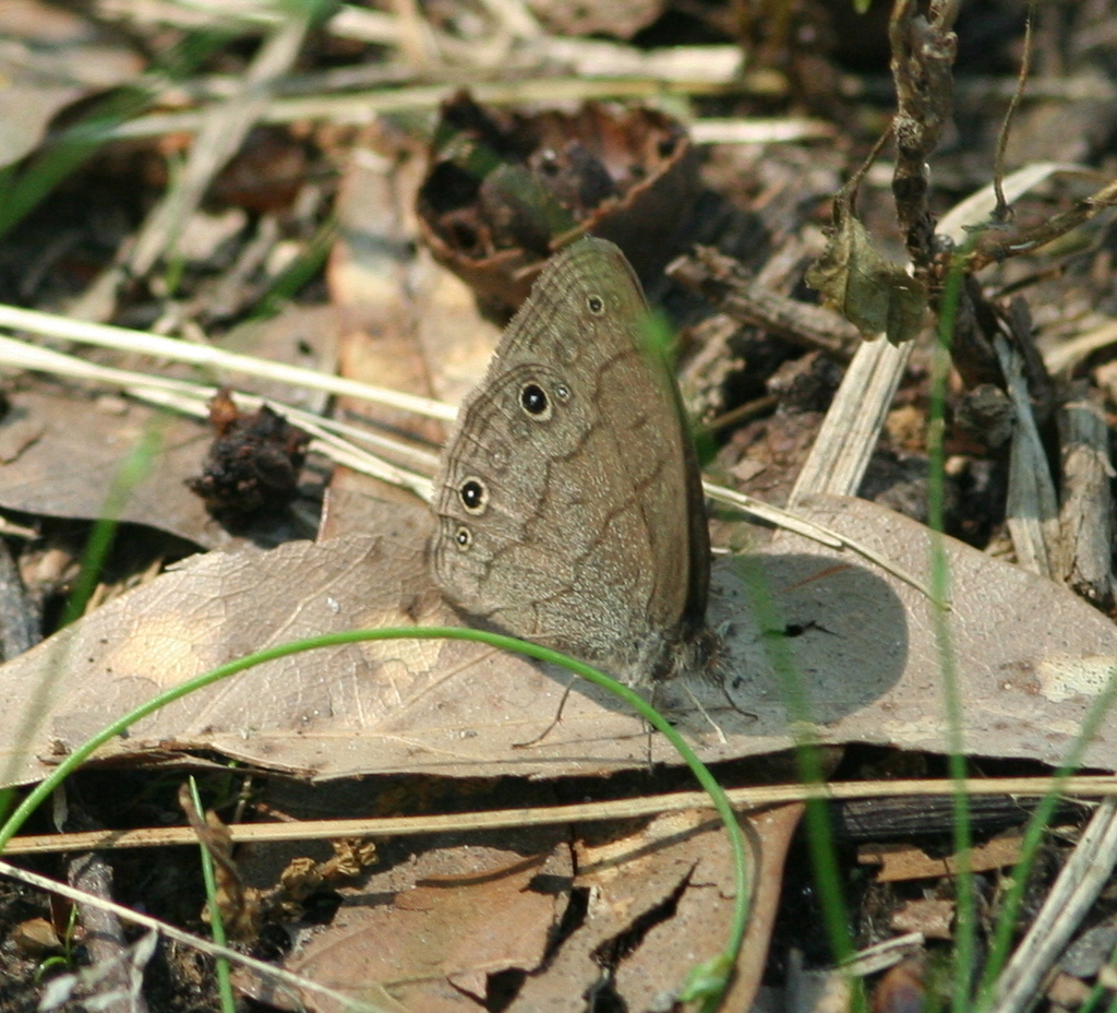 Carolina Satyr from Stamps, AR 71860, USA on April 28, 2019 at 03:01 PM ...