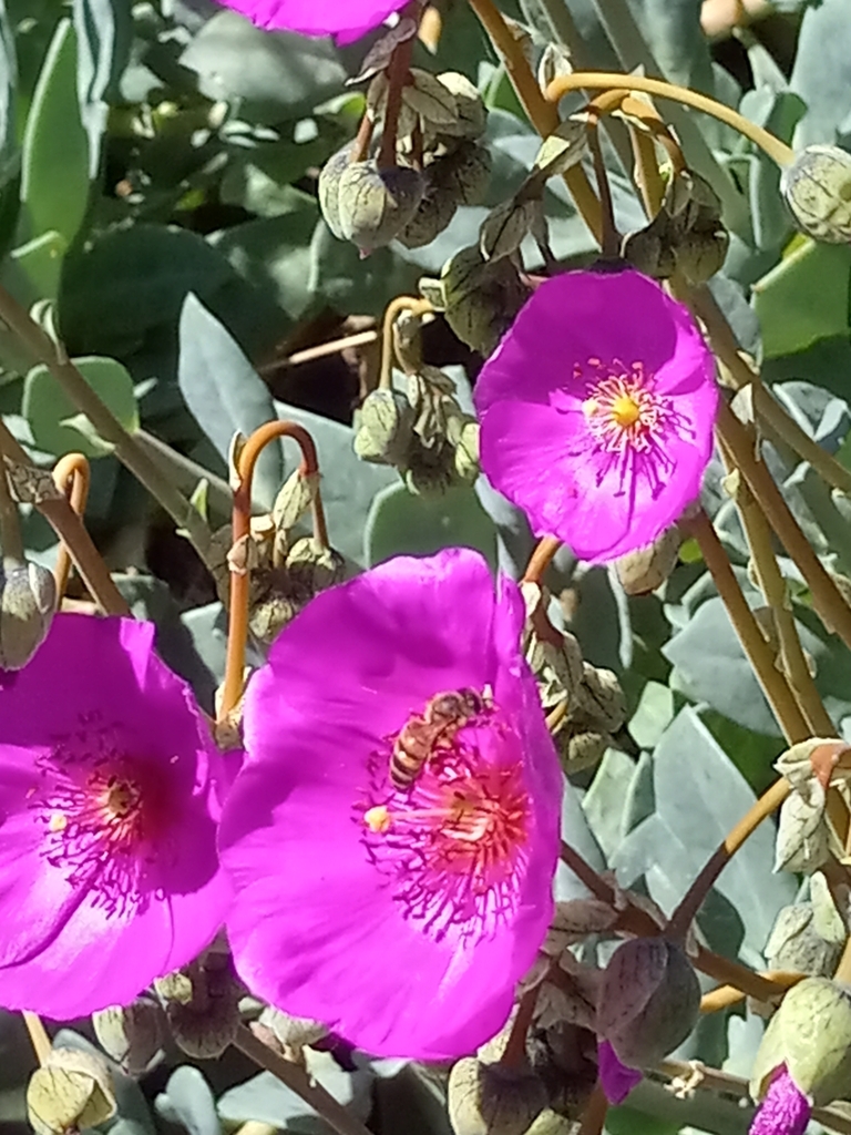 pussy paws from Laguna Niguel, CA, USA on April 28, 2024 at 10:38 AM by ...