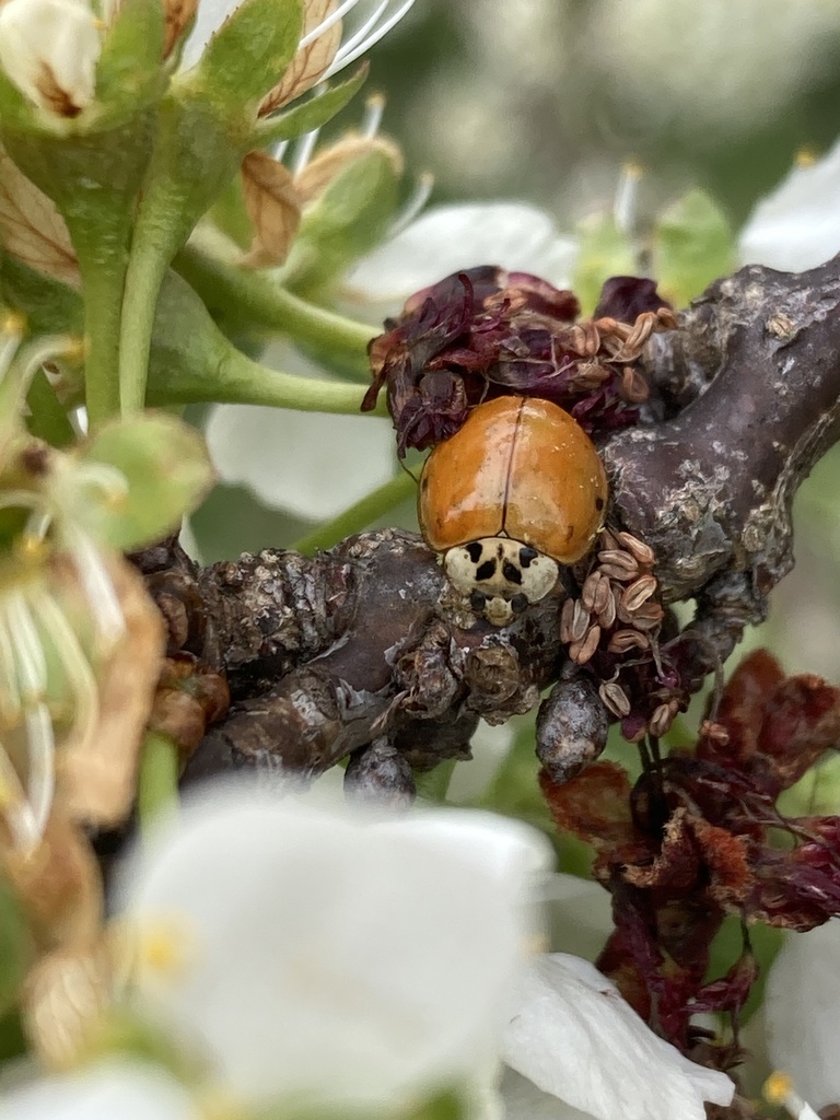 Black-spotted Lady Beetles in April 2024 by dynx · iNaturalist