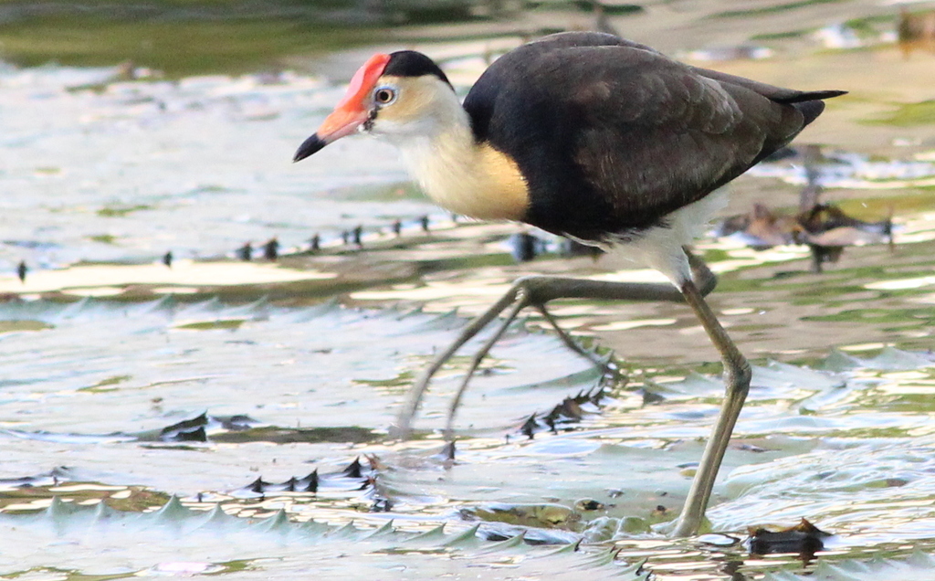 Comb-crested Jacana from Four Mile Beach, Queensland, Australia on July ...