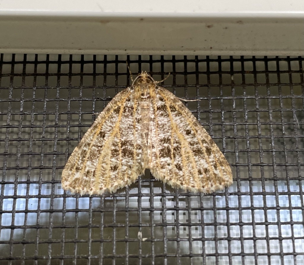 Yellow-veined Geometer Moth from W Burma Rd, Bloomington, IN, US on ...