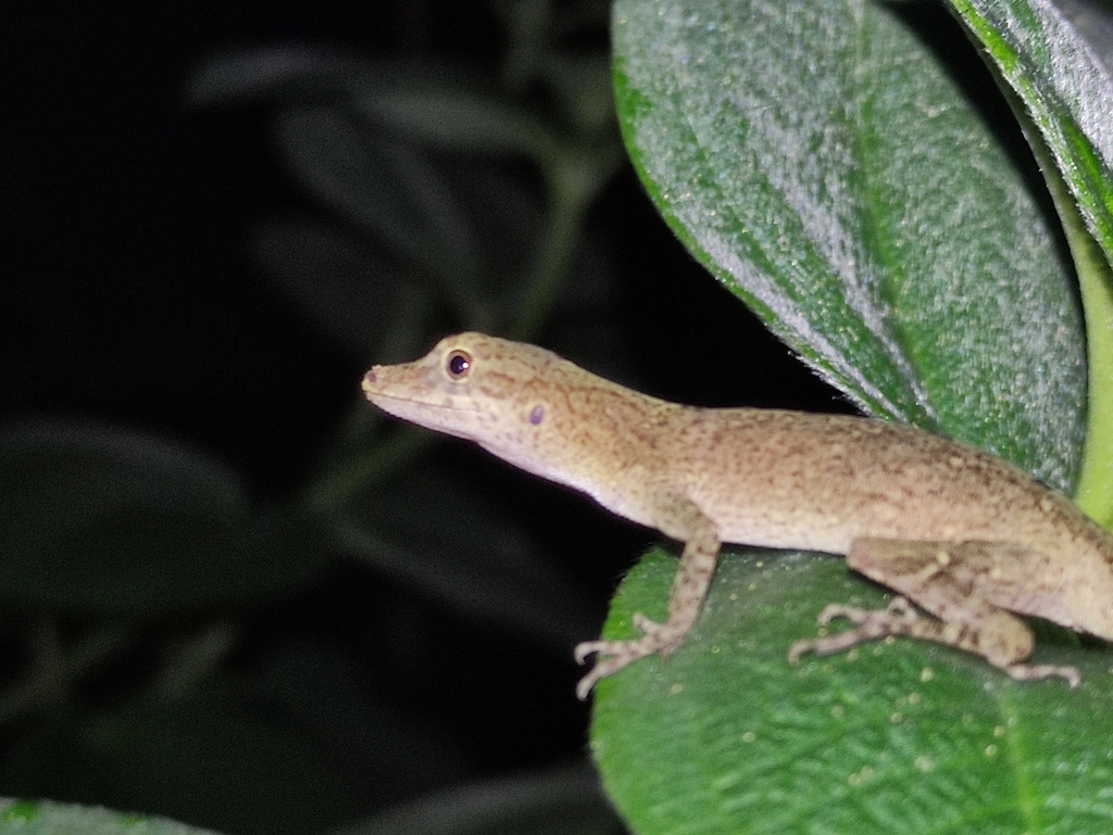 Brown-eared Anole from Cholon, 10890, Perú on April 26, 2024 at 09:49 ...
