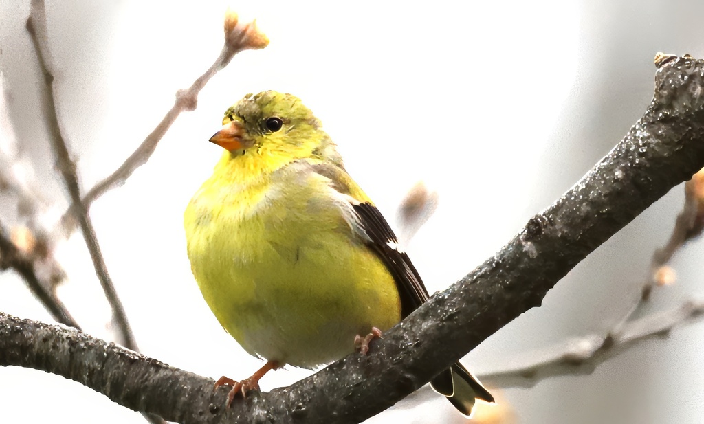 American Goldfinch from Second Woods Park, St. Catharines, ON, Canada ...