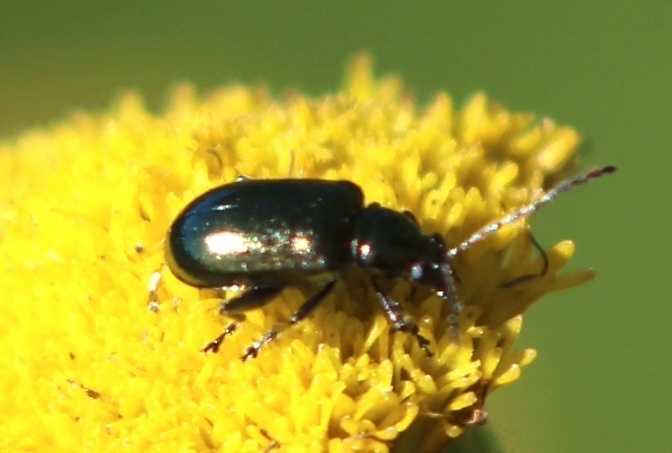 Cucujiform Beetles from Klooflands Road, Kloof, KZN, ZA on April 28 ...