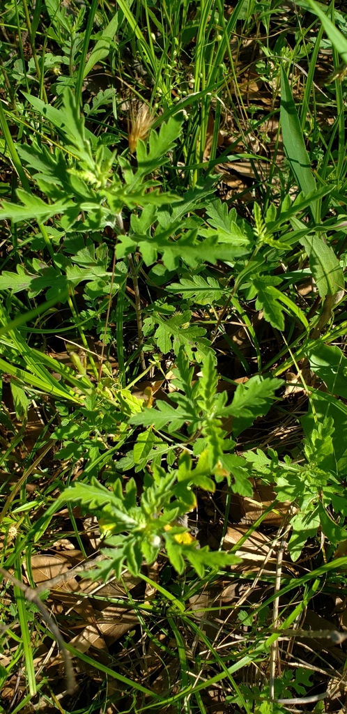western ragweed from Robert C. Stuart Park, 7250 Bellfort St, Houston ...