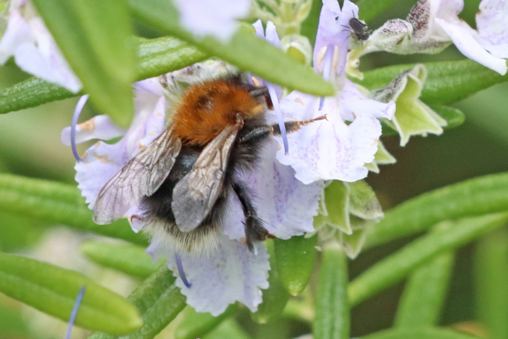 Tree Bumble Bee from Bebington, Wirral, UK on April 27, 2024 at 01:52 ...