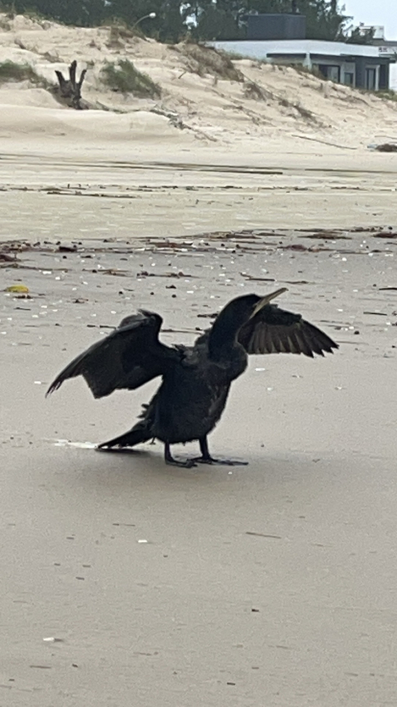 Neotropic Cormorant from Xangri-Lá on April 28, 2024 at 03:11 PM by ...