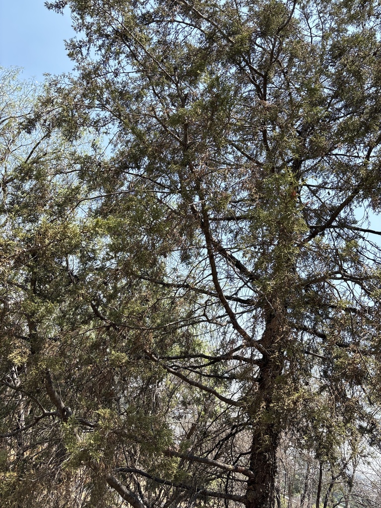 cedar of Goa from Cerro de Moctezuma, Naucalpan, Edo. Méx., MX on April ...