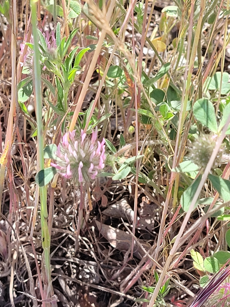 Rose Clover from Rancho Cordova, CA 95670, USA on April 28, 2024 at 11: ...