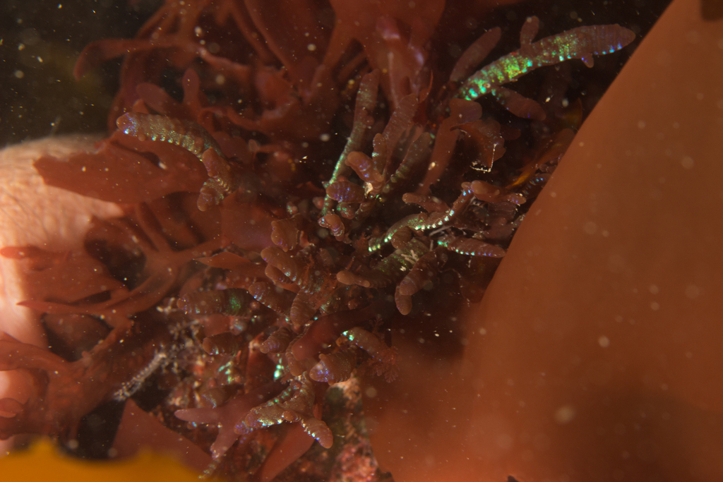 Compressed Champia from South Africa simonstown longbeach on April 28 ...