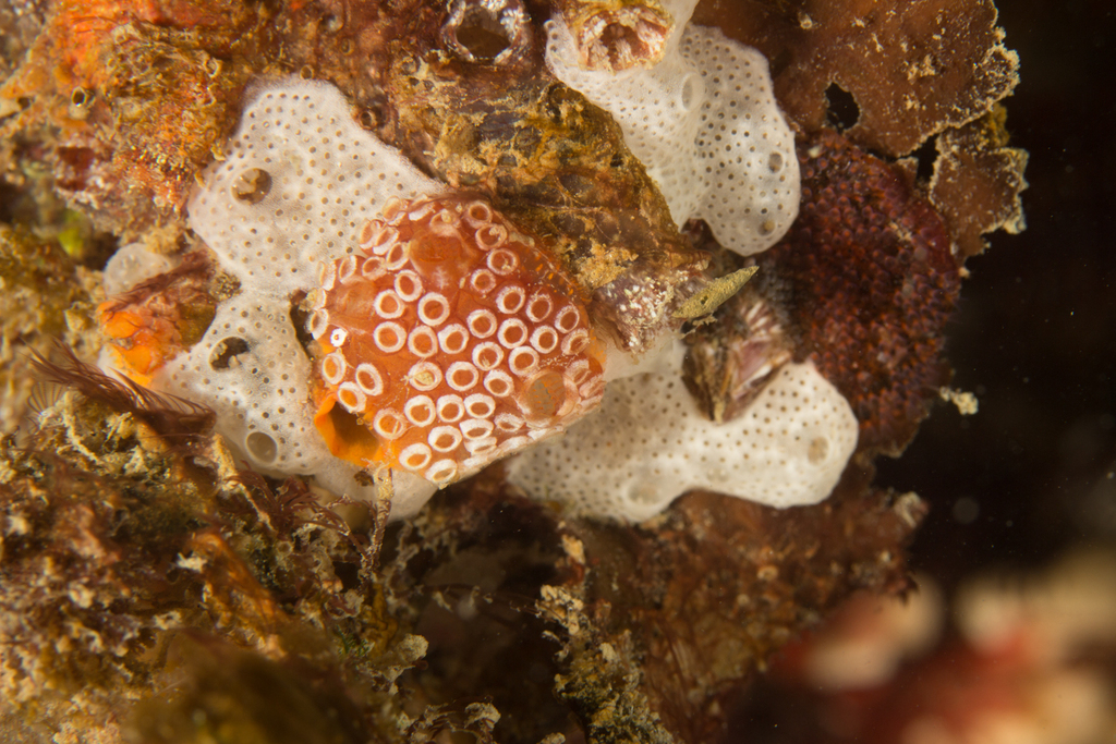 Wrinkled Sea Mats from South Africa simonstown longbeach on April 28 ...