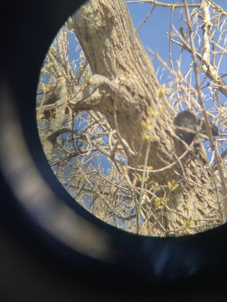 Eastern Gray Squirrel from Moncton Rd NE, Calgary, AB, CA on April 28 ...