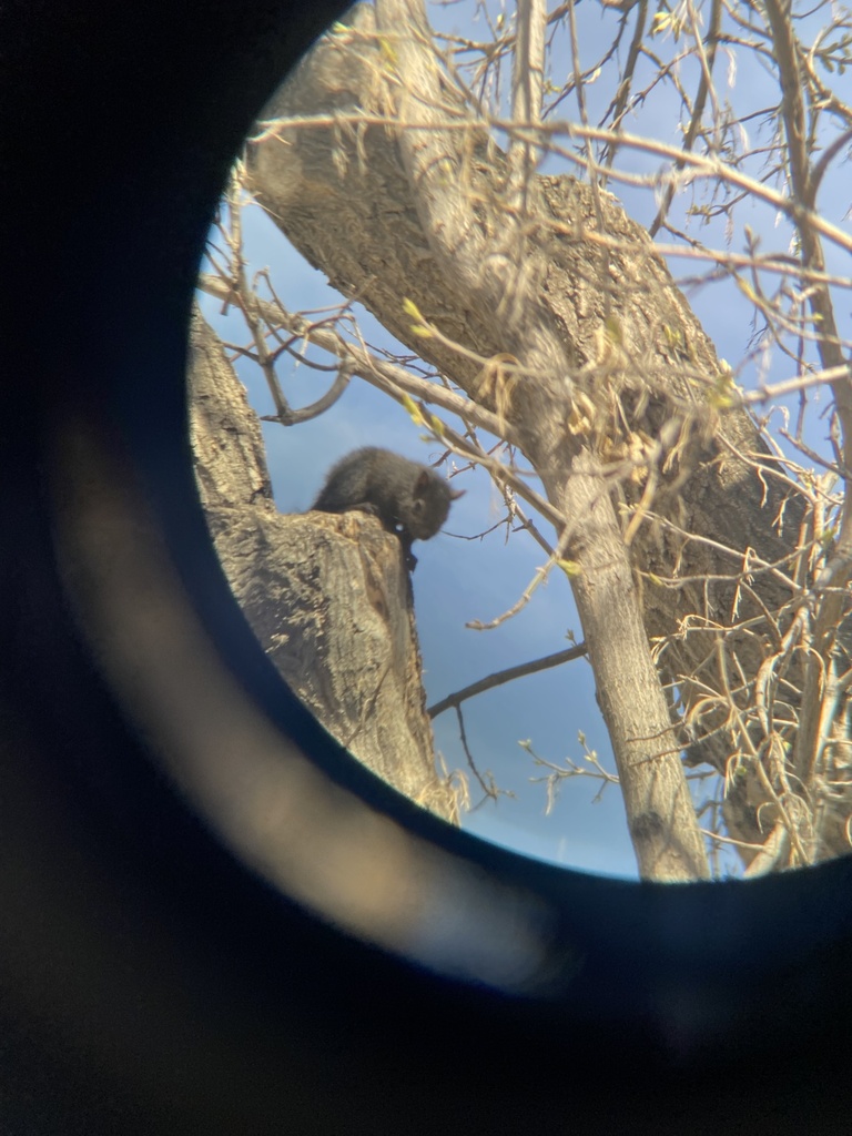 Eastern Gray Squirrel from Moncton Rd NE, Calgary, AB, CA on April 28 ...