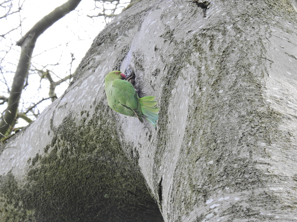Rose-ringed Parakeet from Calderstones Park, Yewtree Road, Liverpool ...