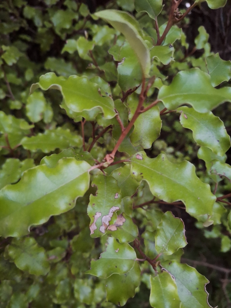 Akiraho from Berhampore, Wellington 6023, New Zealand on April 29, 2024 ...