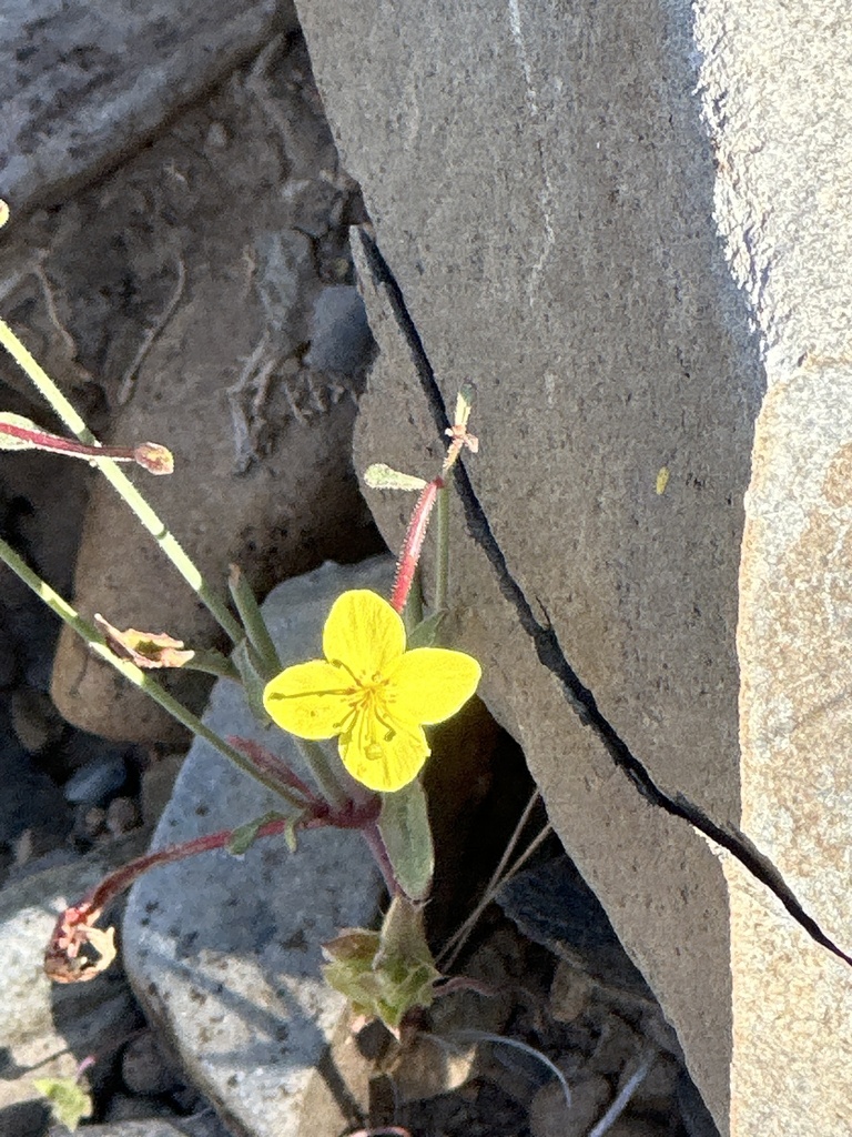 Sun Cup from Maricopa County, US-AZ, US on April 28, 2024 at 07:02 AM ...