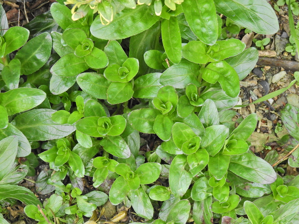 Brooklime from Calderstones Park, Yewtree Road, Liverpool, Merseyside ...