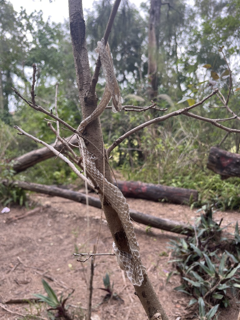 Colubrine Snakes from S University Dr, Davie, FL, US on April 28, 2024 ...