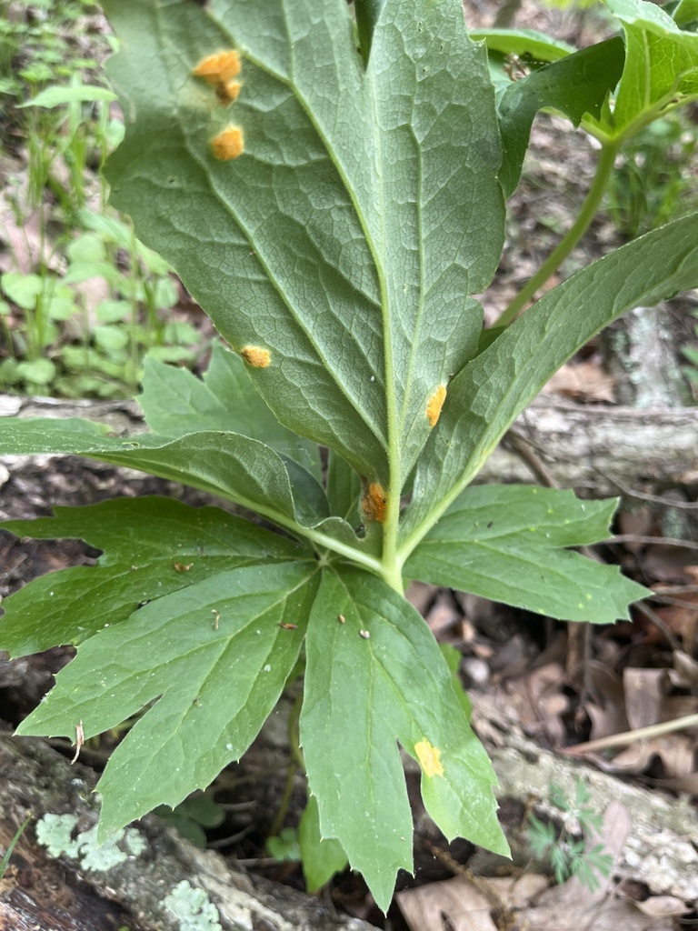 Mayapple Rust from SSR-DD, Defiance, MO, US on April 28, 2024 at 01:31 ...