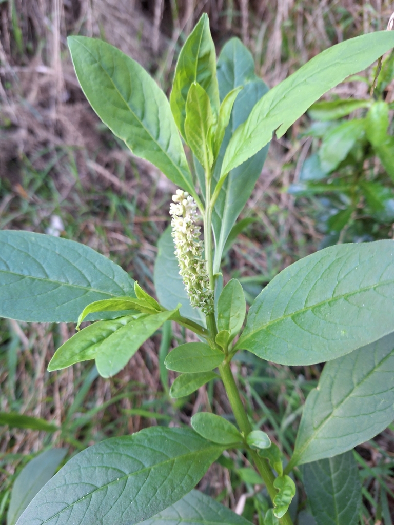 Inkweed from Hornsey Road (near 57), Melrose, Wellington 6023, New ...