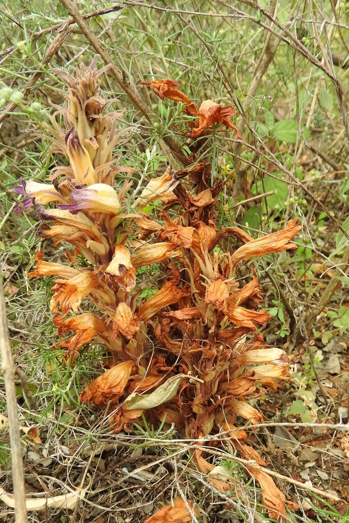 Louisiana broomrape (Aphyllon ludovicianum) - Botanical Realm