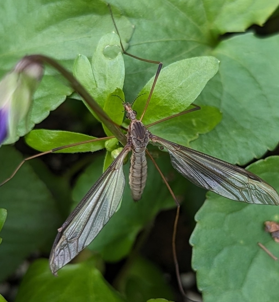 Marsh Crane Fly from Irving Park, Chicago, IL, USA on April 28, 2024 at ...