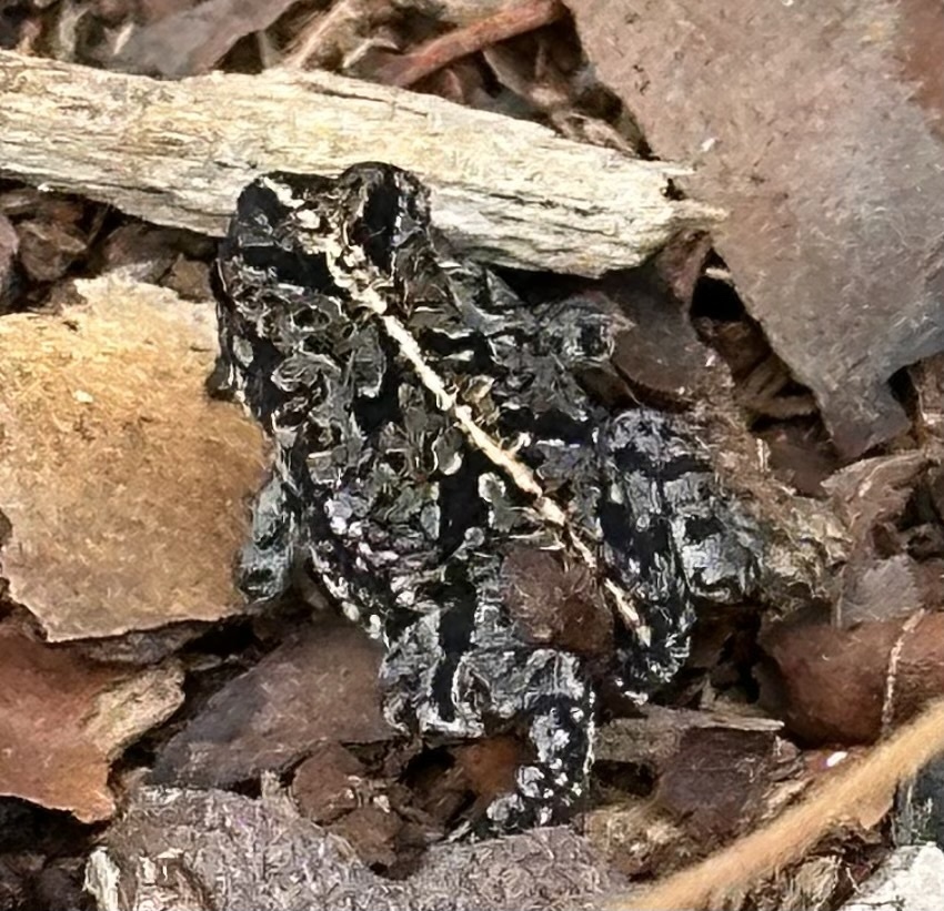 Oak Toad from Ponte Vedra Beach, FL, US on April 28, 2024 at 10:48 AM ...