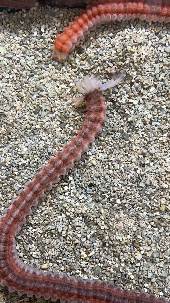 Opheodesoma spectabilis from Honolulu County on April 28, 2024 at 10:00 ...