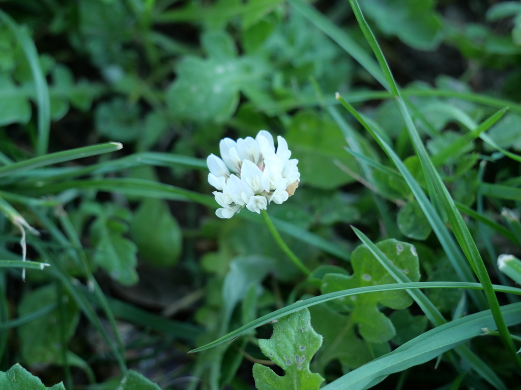 white clover from Petone, Lower Hutt 5012, New Zealand on April 28 ...