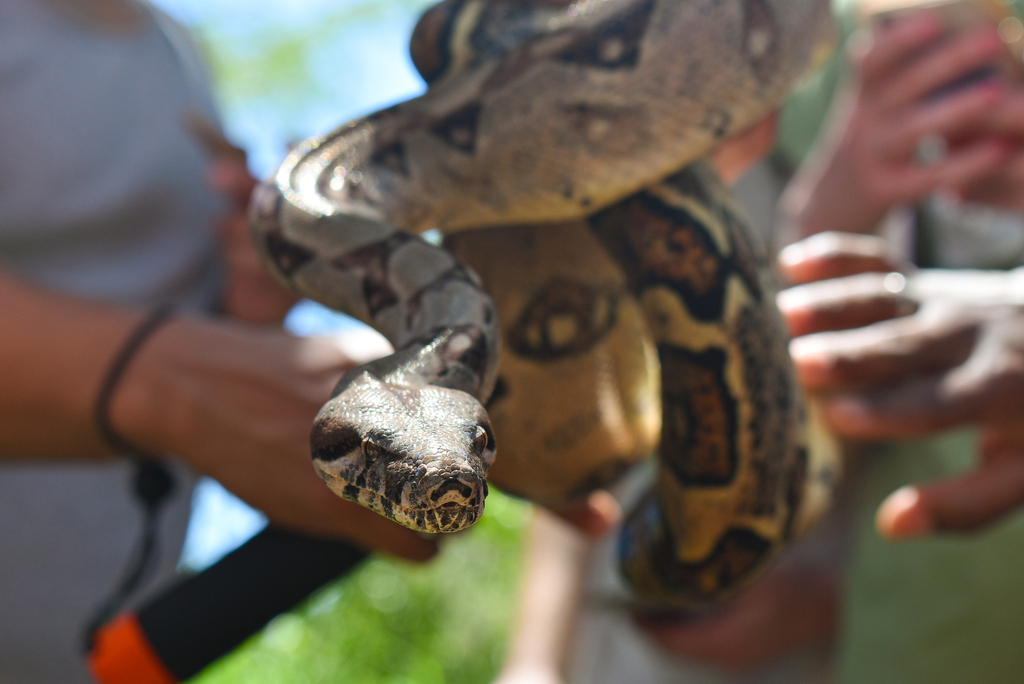Boa Constrictor from Espino, Lares 00669, Puerto Rico on March 12, 2024 ...