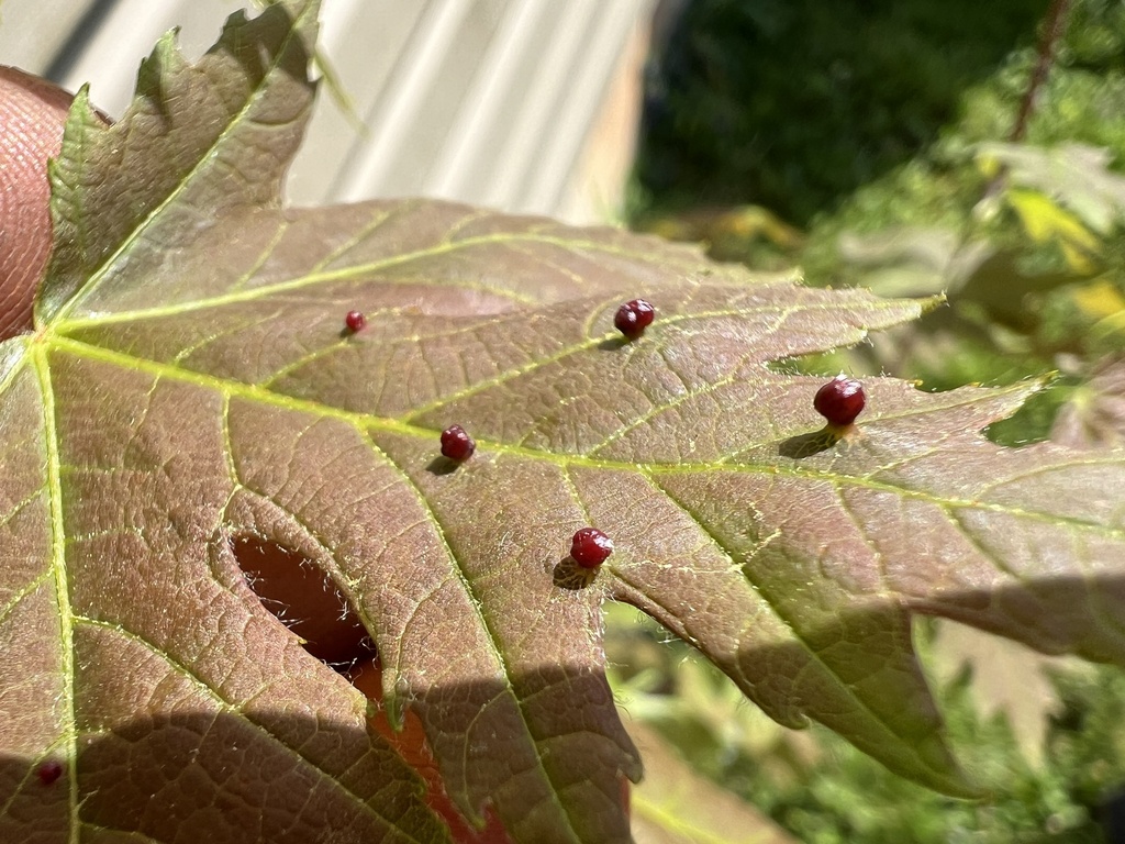 Maple Bladdergall Mite in April 2024 by Michael Pirrello · iNaturalist