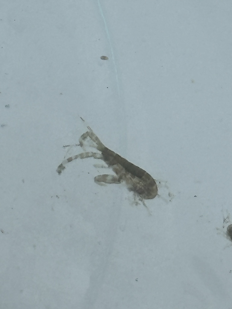 Ischyroceridae from North Pacific Ocean, Coronado, CA, US on April 22 ...