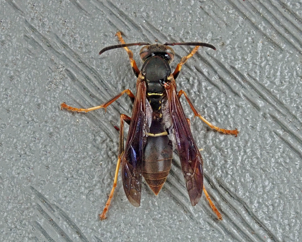 Northern Paper Wasp from Salem, NH 03079, USA on April 28, 2024 at 11: ...